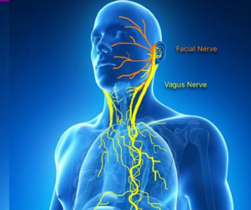 Unlocking the Power of the Vagus Nerve: Enhancing Health and ...